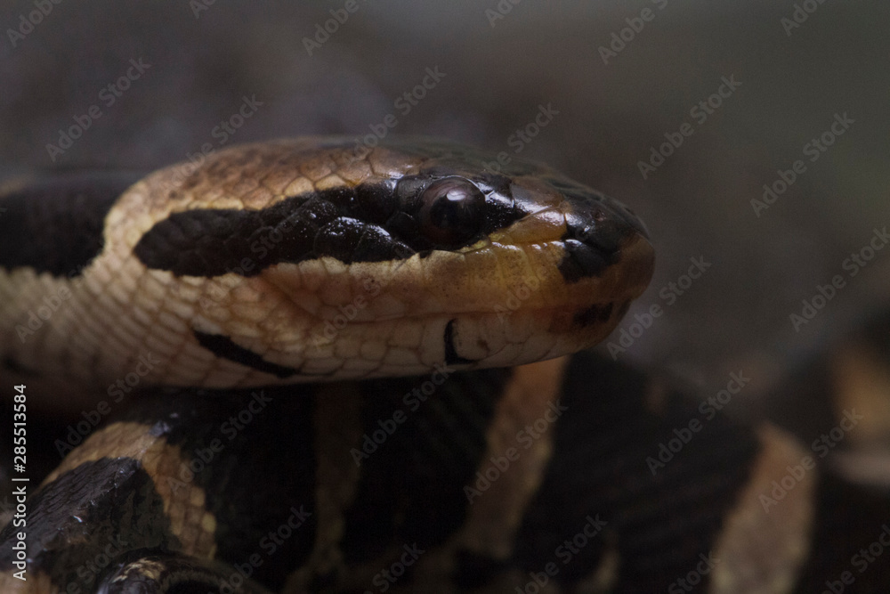 Common Puff-faced Water Snake (Homalopsis buccat), banded water snake ...