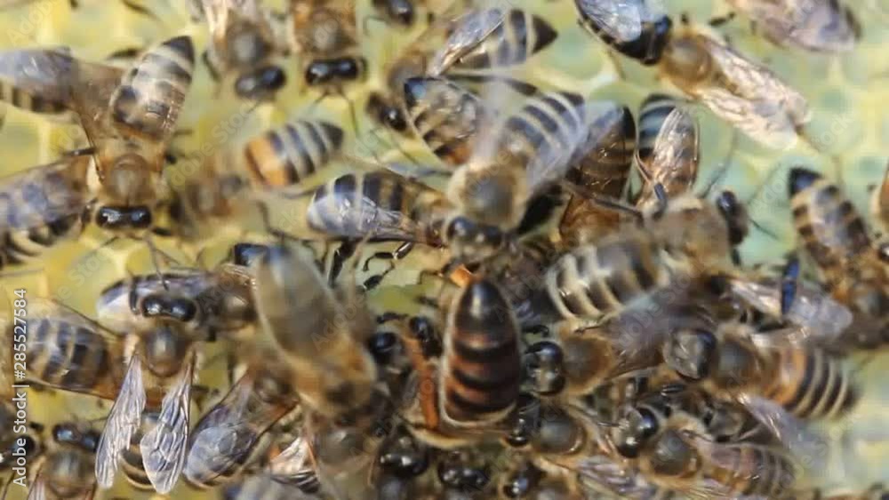 Queen bee lay eggs in the honeycomb Beginning of work of the young ...