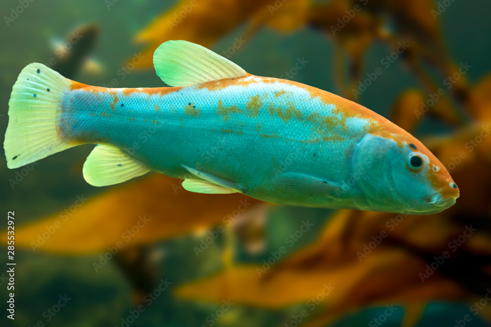 Tinca tinca, Doctor fish, the tench - Rare color variation Stock Photo ...