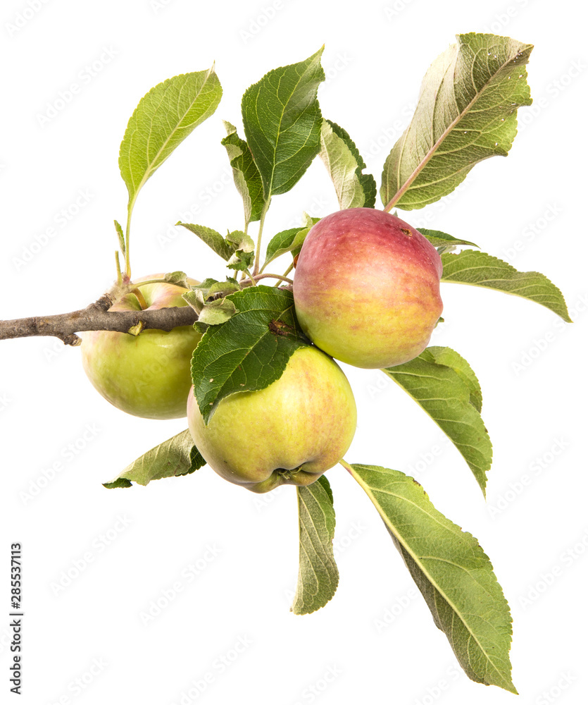 apple tree branch on an isolated white background with green foliage ...