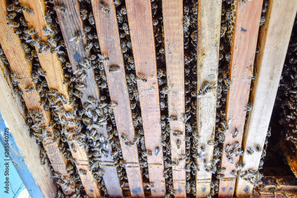 Open bee hive. Plank with honeycomb in the hive. The bees crawl along ...