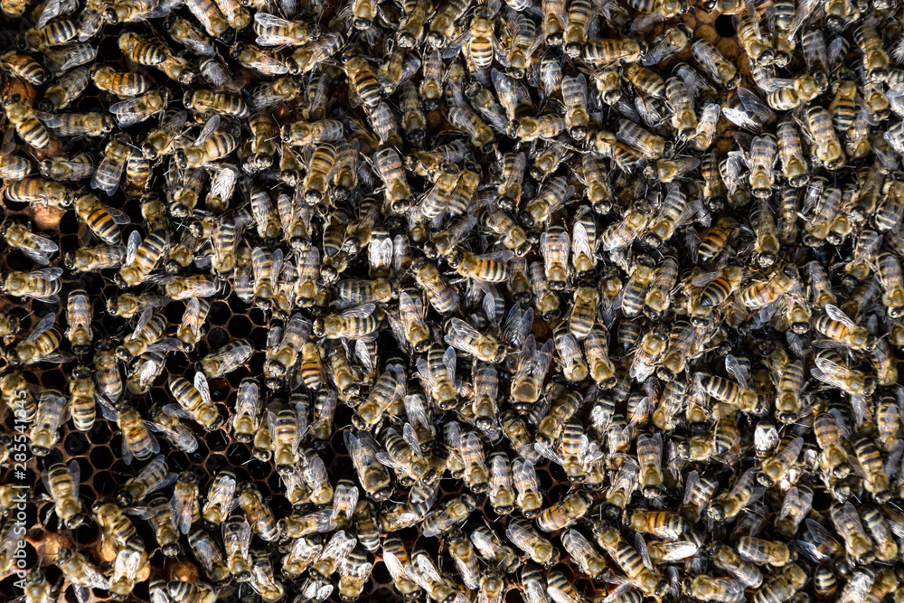 A dense cluster of swarms of bees in the nest. Working bees, drones and ...