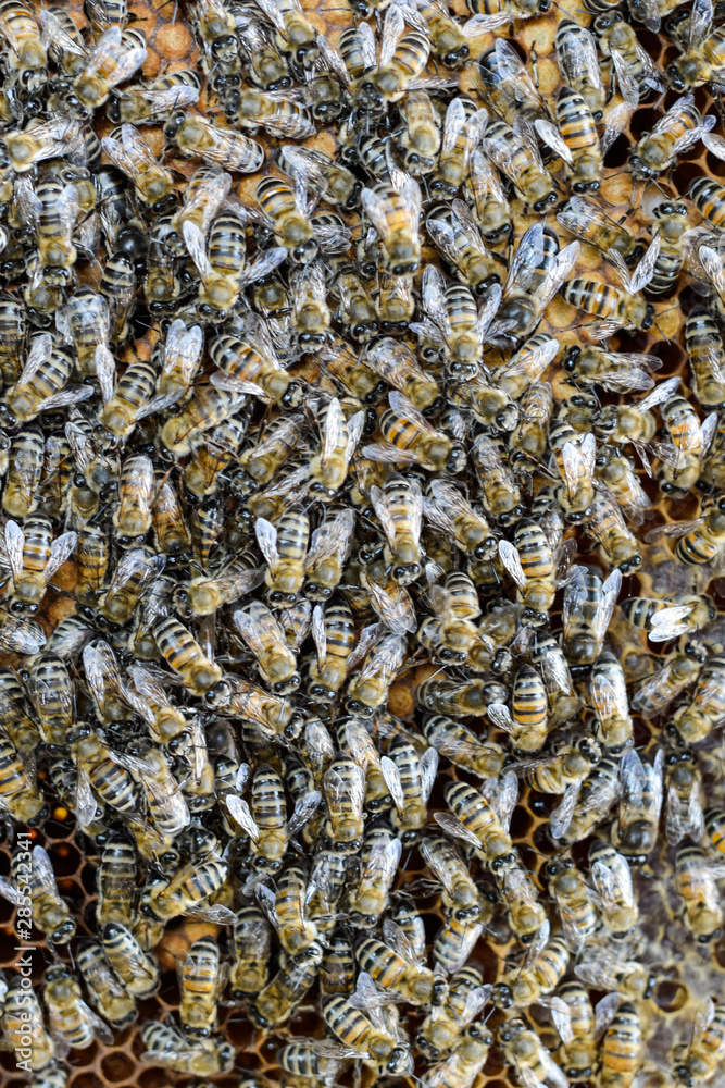 A dense cluster of swarms of bees in the nest. Working bees, drones and ...
