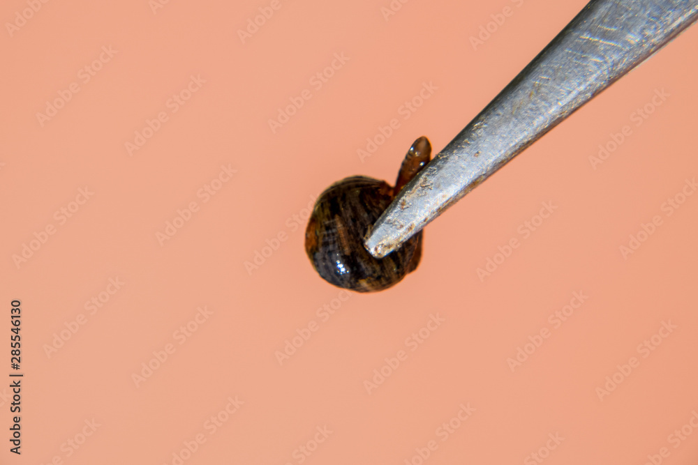Leech on the tweezers. Bloodsucking animal. subclass of ringworms from ...