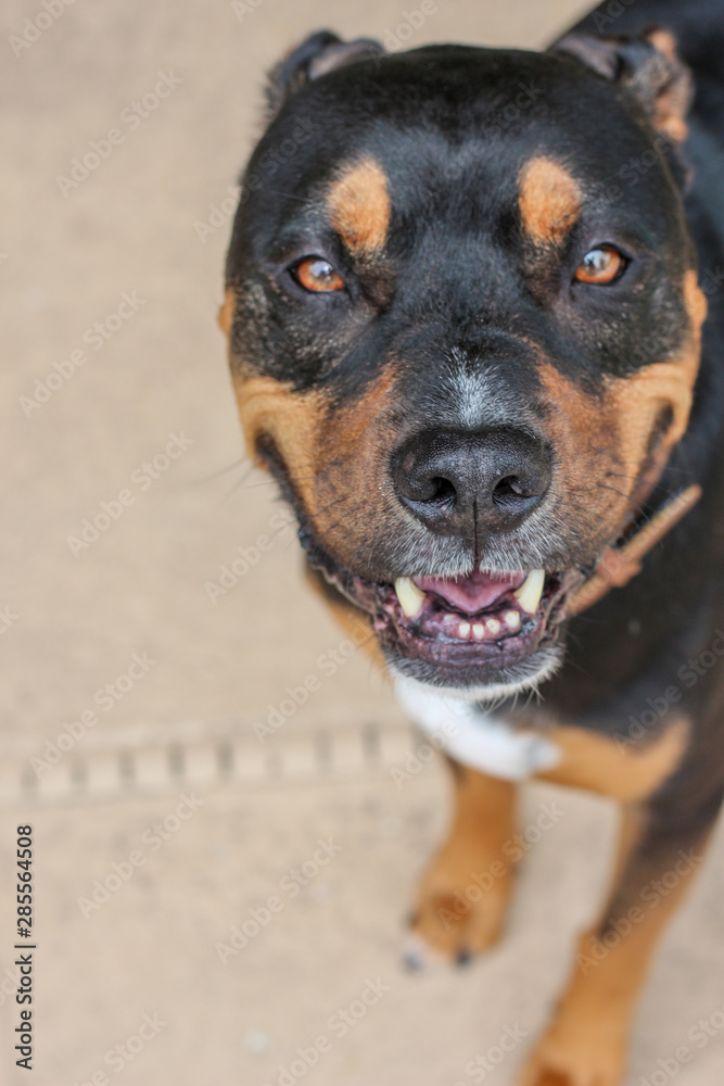 Rottweiler Bull Terrier Mix
