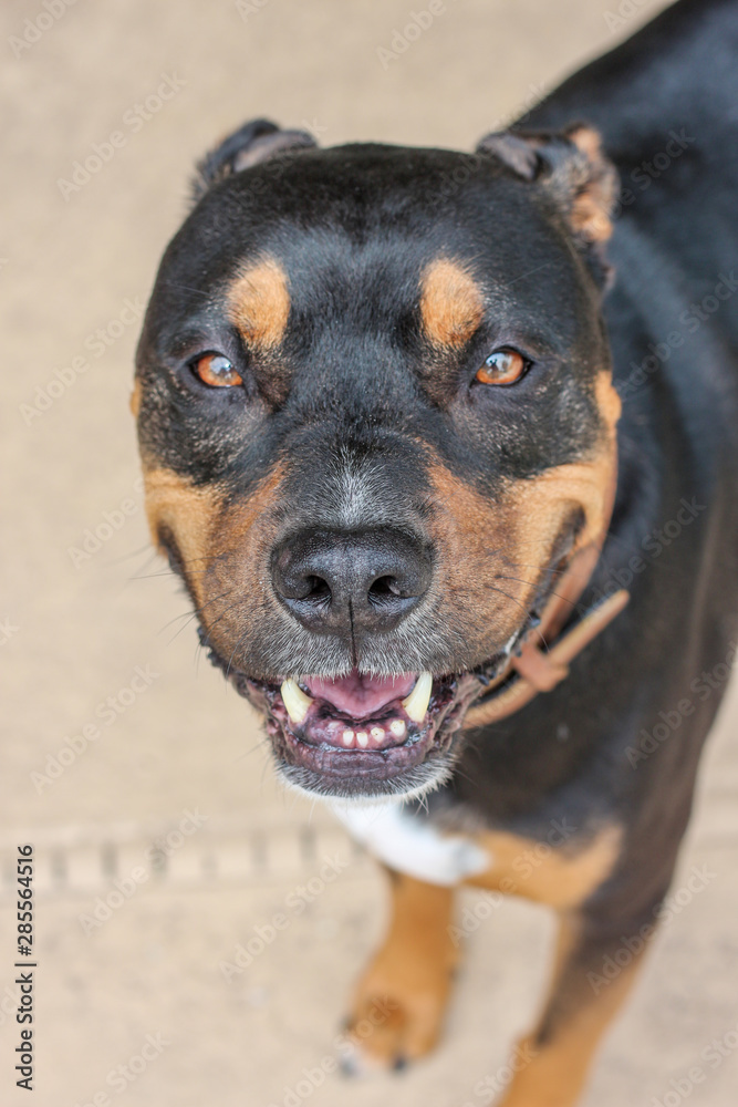 Rottweiler Terrier Mix