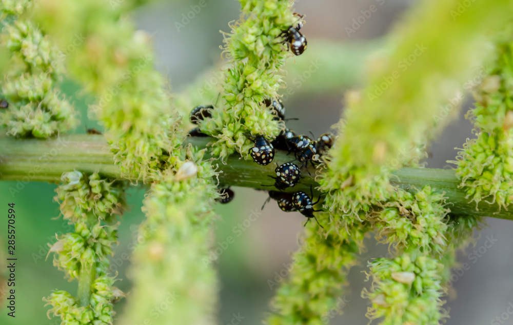 Cluster Of Chilocorinae Ladybird Beetle On Amaranth Stalk Stock Photo ...