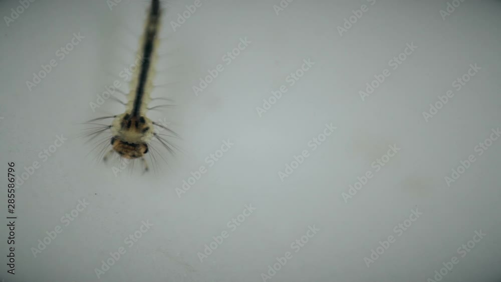 mosquitoes larvae in dirty water and young is born disease Dengue fever ...