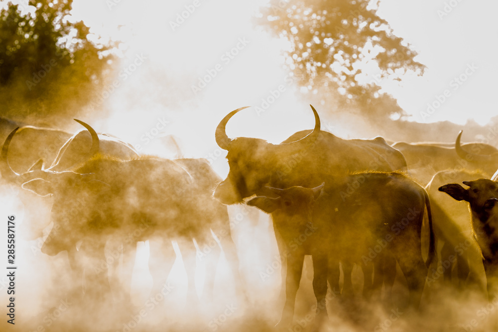 Blurred wallpaper (buffalo flocks) that live together, many of which ...