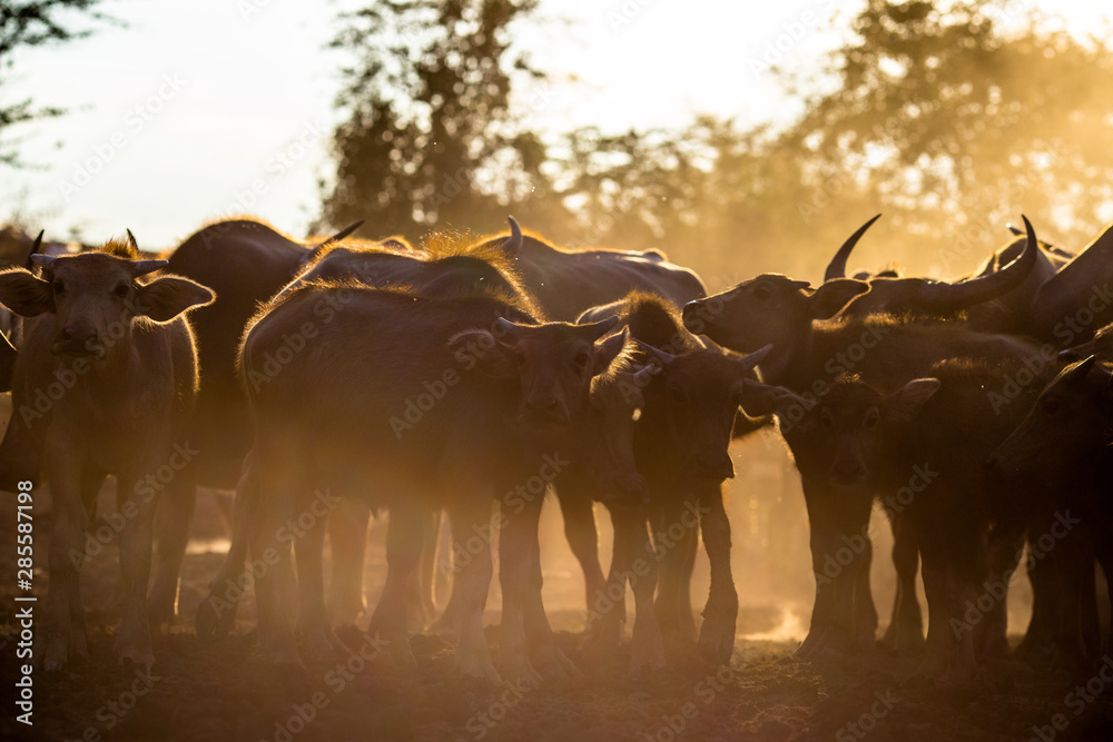 Blurred wallpaper (buffalo flocks) that live together, many of which ...
