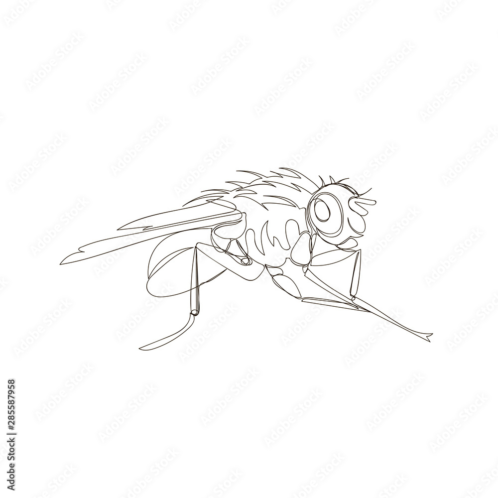 Drosophila Drawing