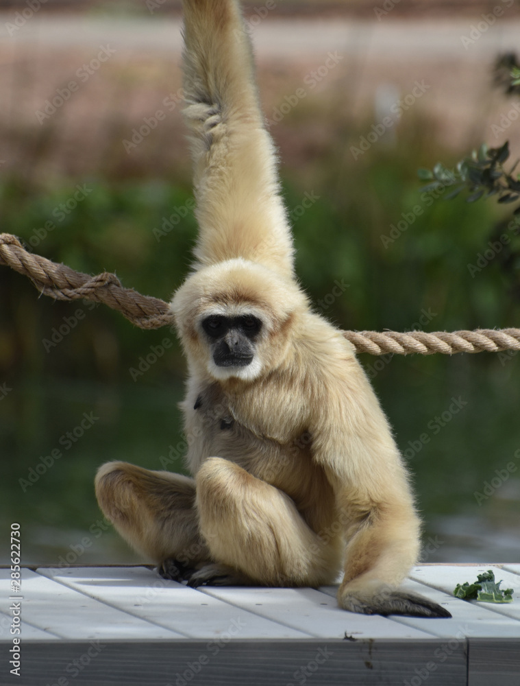 Black Face on a Blonde Javan Lutung Monkey Stock Photo | Adobe Stock