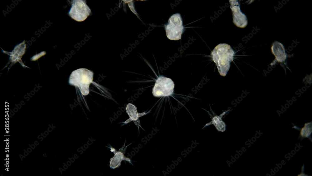 Black Sea plankton and zooplankton under a microscope, the diversity of ...