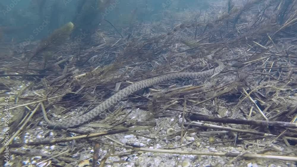 Dice snake, (natrix tessellata) in the beautiful clean river habitat ...