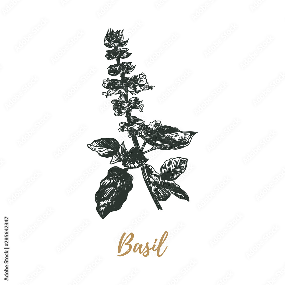 basil sketch drawing. basil vector illustration. Stock Vector | Adobe Stock