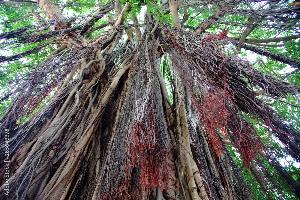 The roots that are used for respiration of the banyan tree of the ...