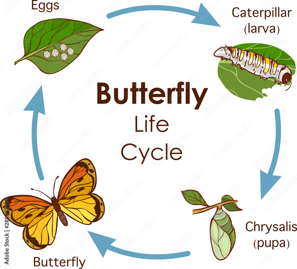 Póster vector illustration of Life Cycle of Butterfly diagram – Cuadro ...
