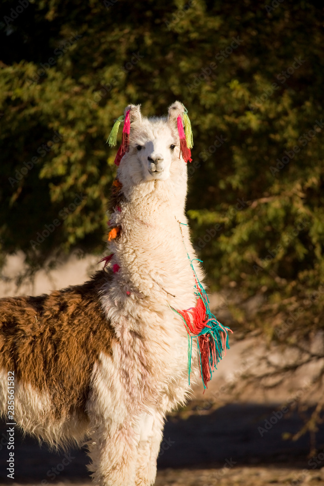 Alpaca in a oasis in the Atacama desert, Tambillo, Los Flamencos ...