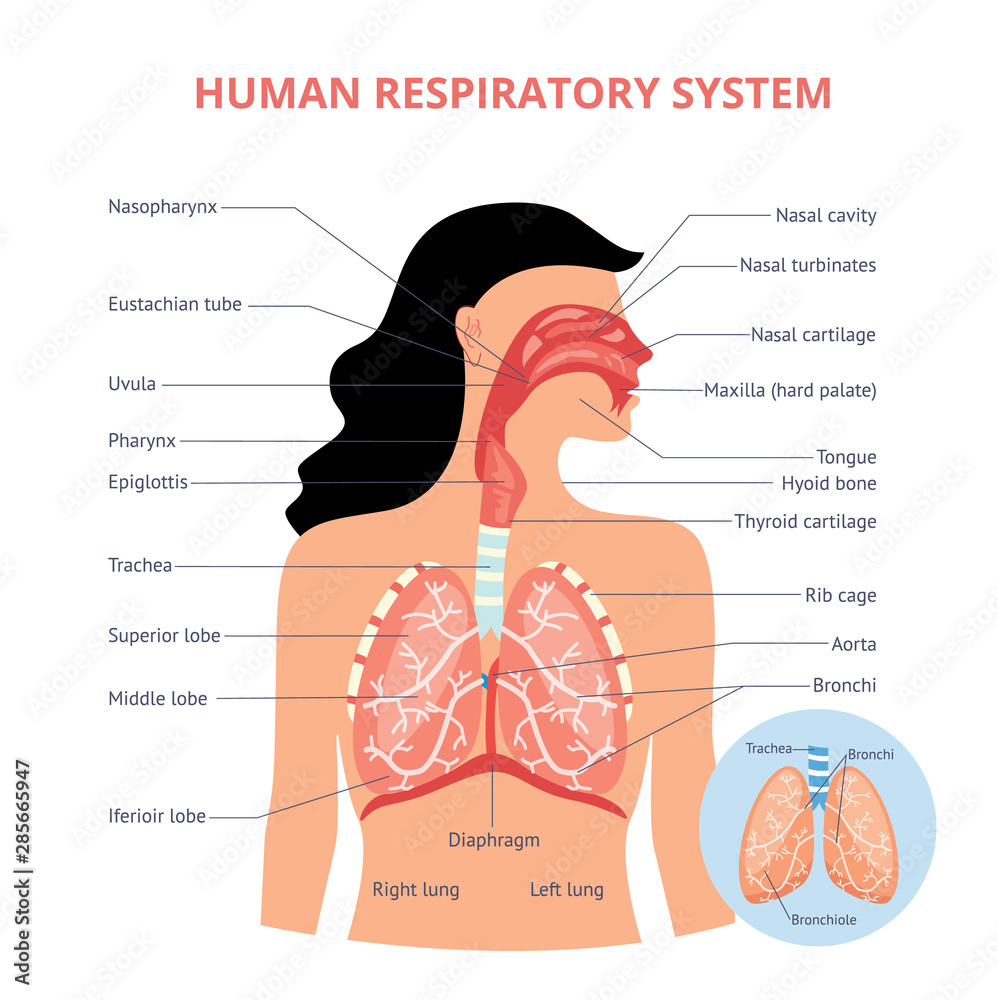 Vetor de Respiratory system of human the anatomy of airways vector ...