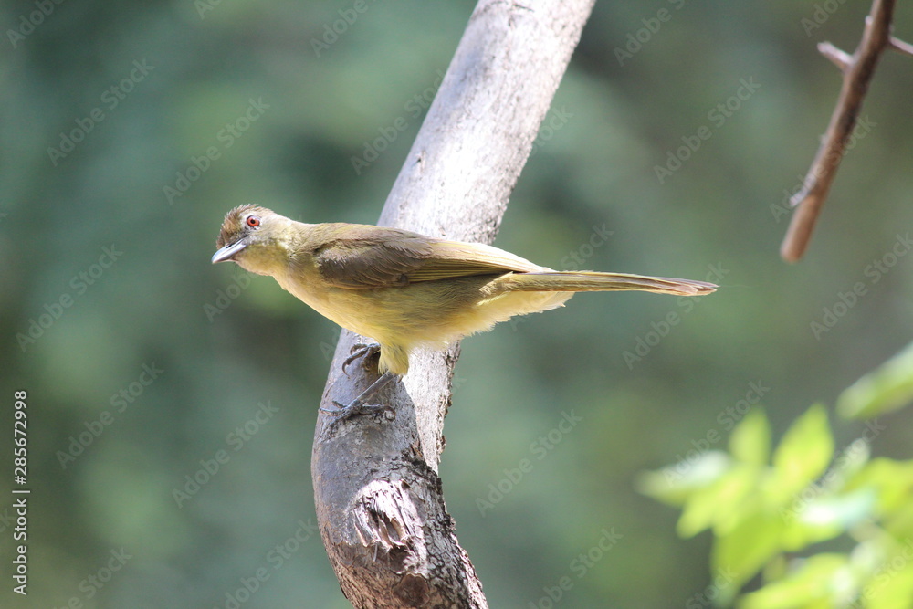 Yellow-bellied Greenbul (Chlorocichla flaviventris). Photo taken at the Popa Falls in the ...