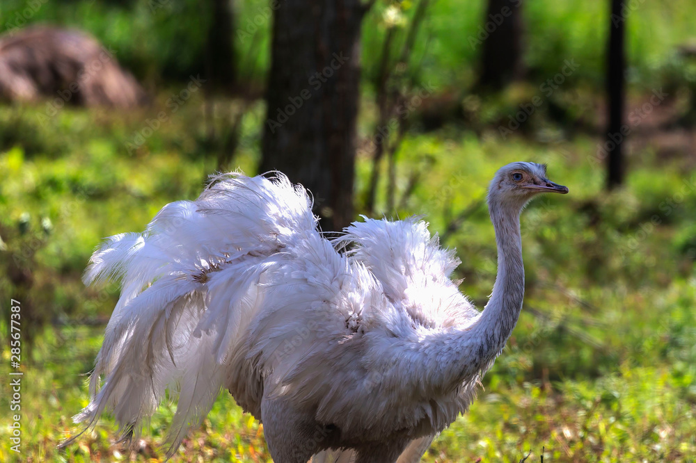 The rare white emu is an endemic animal from Australia related to an ...