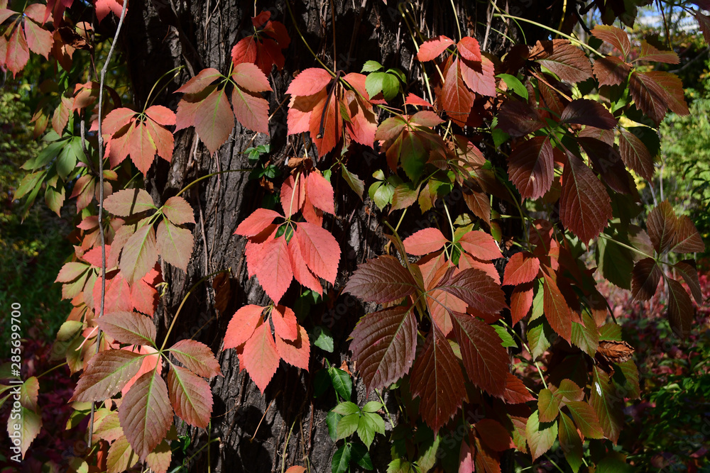 Red leaves of parthenocissus quinquefolia, known as Virginia creeper ...