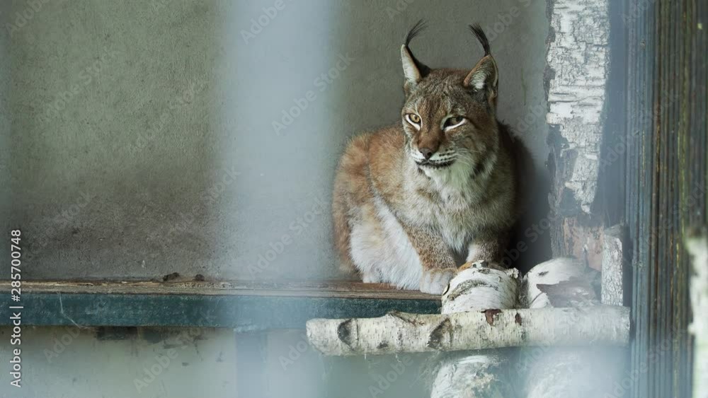 Siberian lynx Lynx wrangeli , also known as East Siberian lynx. Furry ...