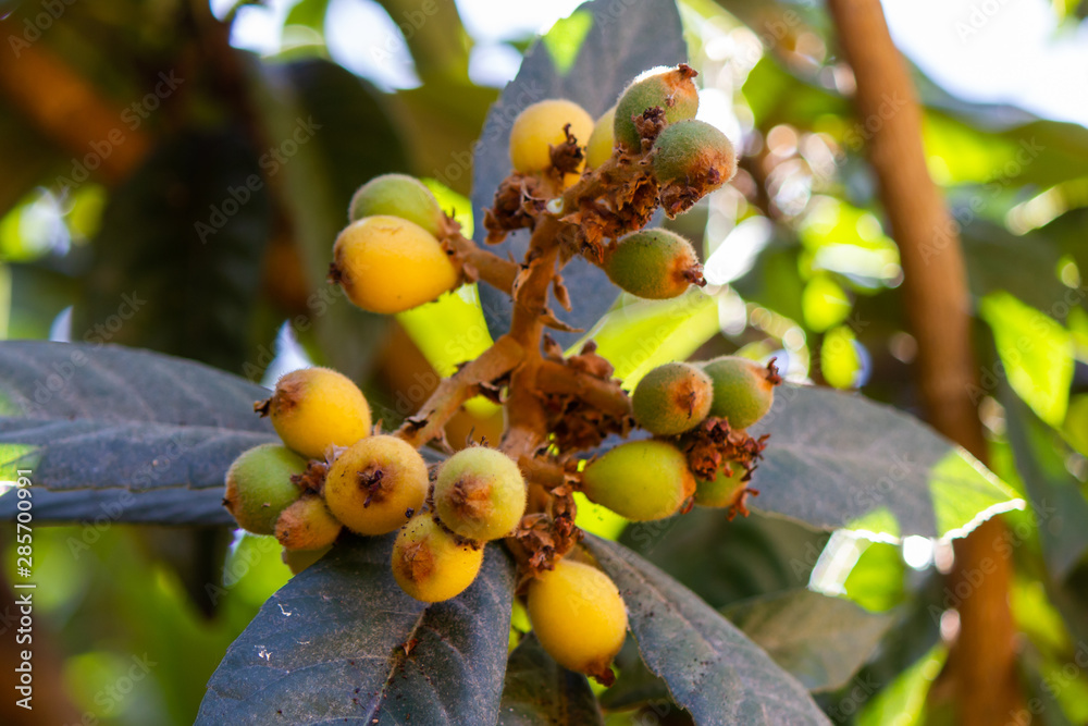 Bunch of ripe fruit loquat (Eriobotrya japonica), also known in Brazil as "yellow plum" Stock ...