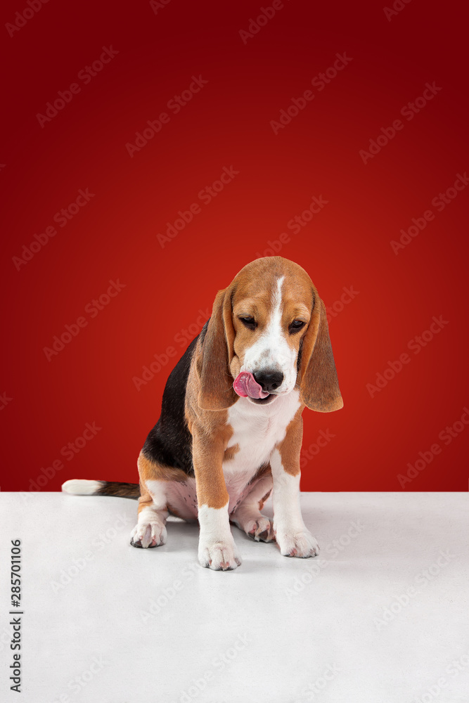 Red Beagle Puppy