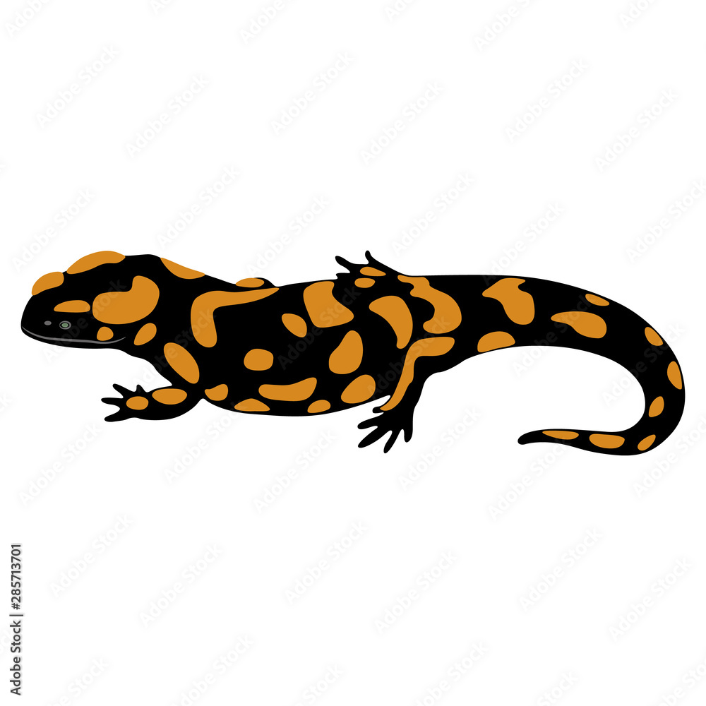 Fire Salamander Drawing