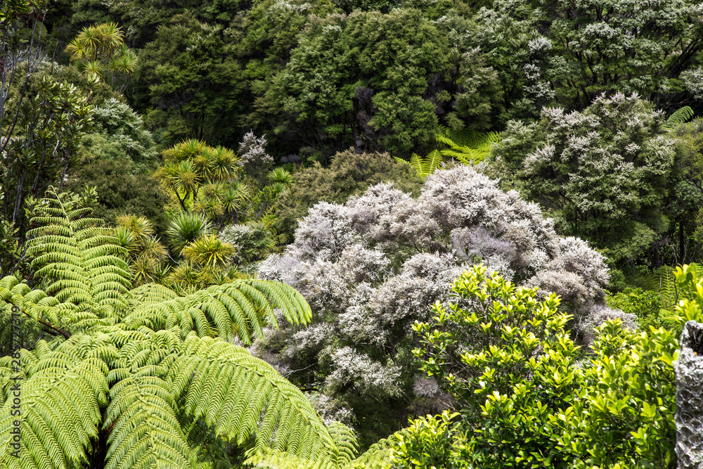 New Zealand native regenerated bush, scenic drive, waitakere ranges ...
