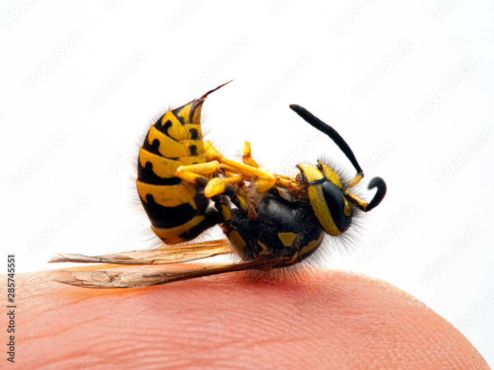 Dead German yellowjacket wasp, Vespula germanica, on its back on a man ...