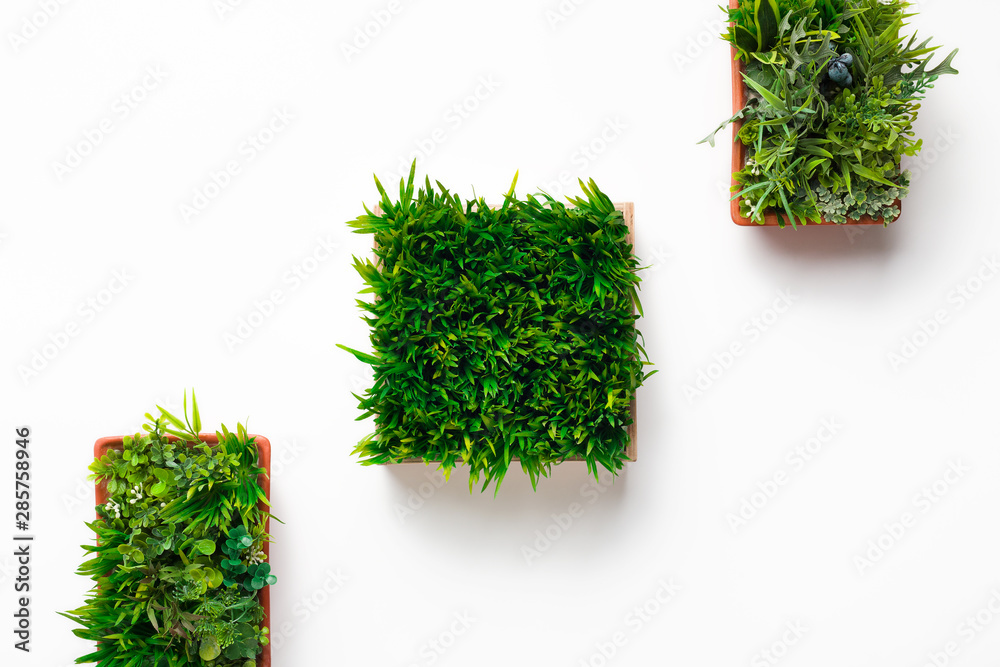 Grassy plants in square and rectangular pots Stock Photo | Adobe Stock