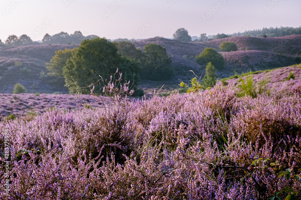 Posbank National park Veluwe, purple pink heather in bloom, blooming ...
