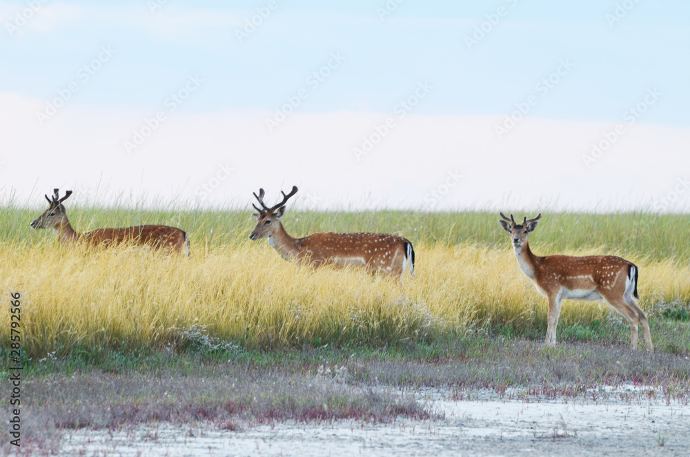 Wild herd of deer in nature reserve, Jarilgach Island. Ukraine Stock ...