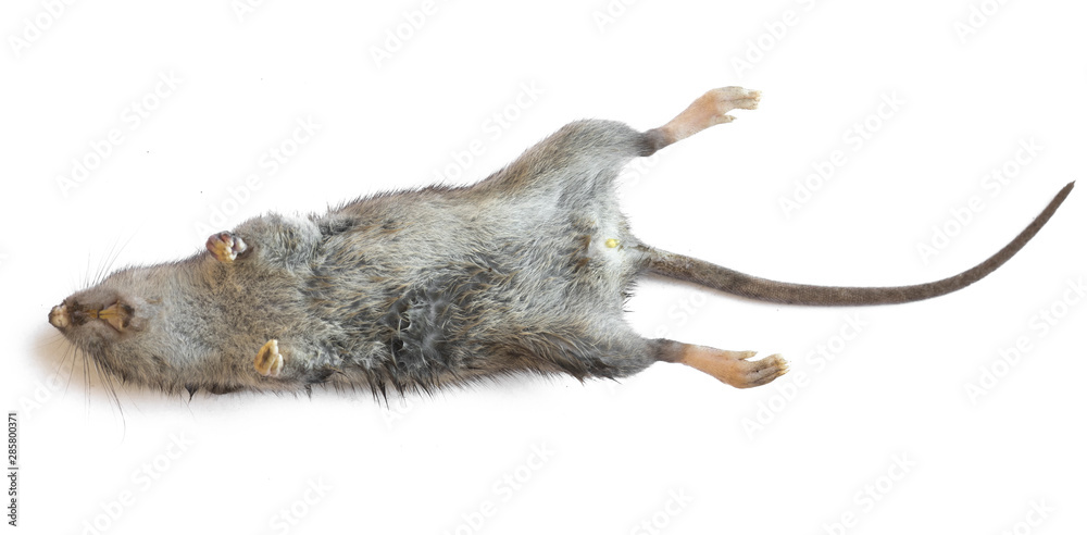 dead rat closeup isolated on white background Stock Photo | Adobe Stock