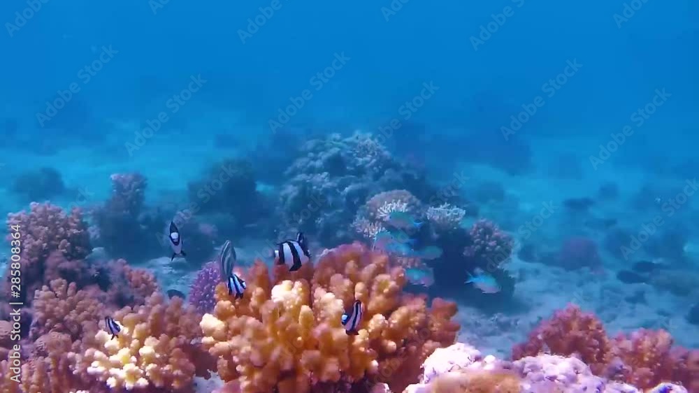 Video „ Fish and corals of the Red Sea. The seabed is off the coast ...