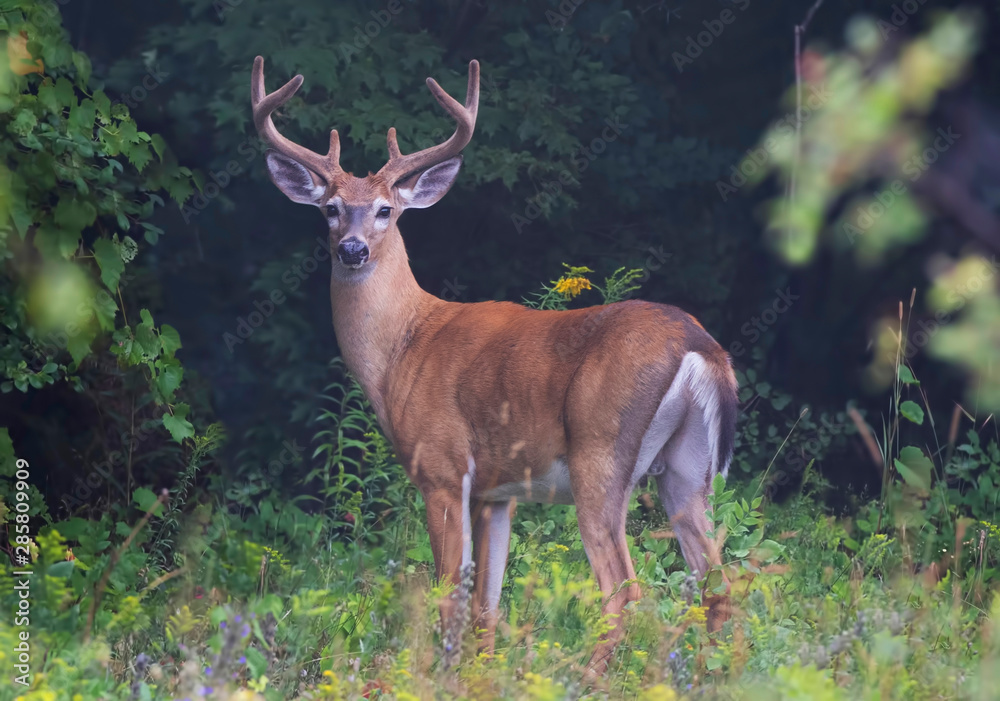 White-tailed deer buck on an early morning with velvet antlers in ...