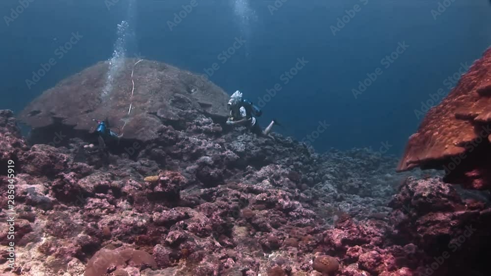 Underwater footage of coral and marine life in the Pacific Ocean, 2010s ...