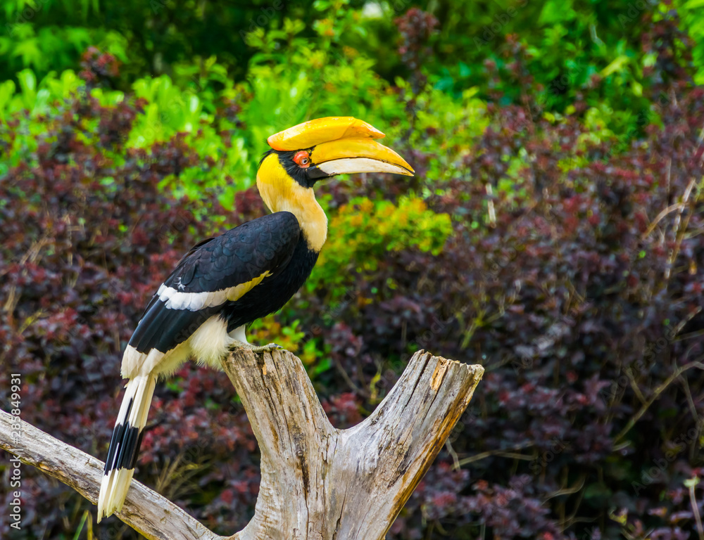 Great indian hornbill bird sitting on a tree top, tropical and ...