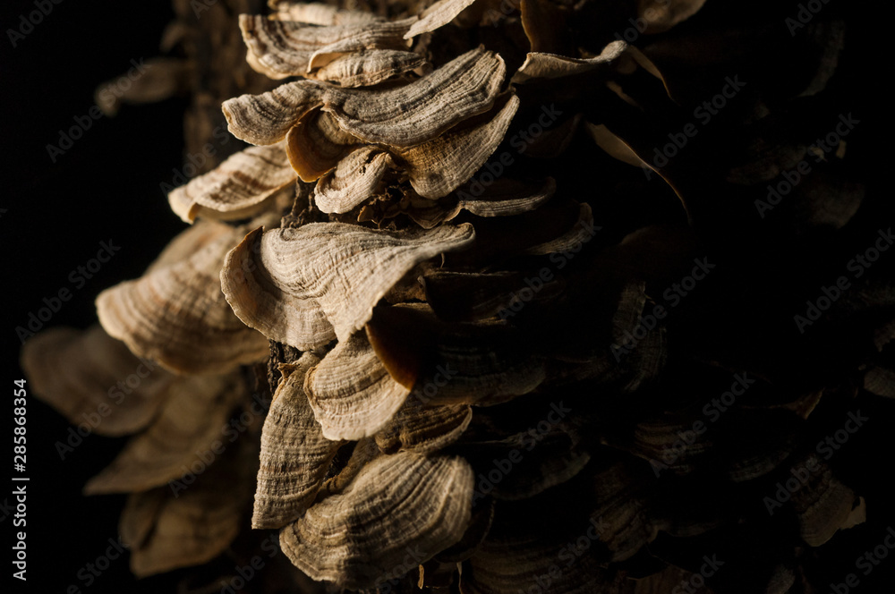 hongos Stock Photo | Adobe Stock