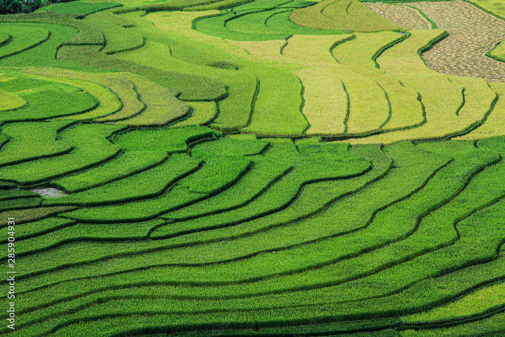 Tiered rice paddy, Tu Le, Son La, Vietnam Stock Photo | Adobe Stock