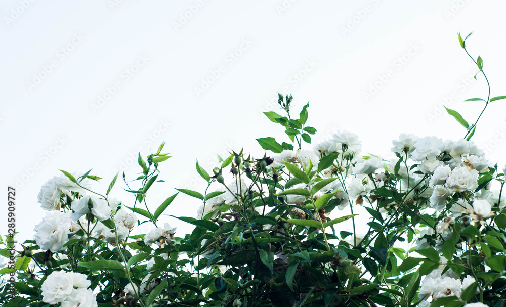 bush of a white climbing rose at the bottom of the photo on a white ...