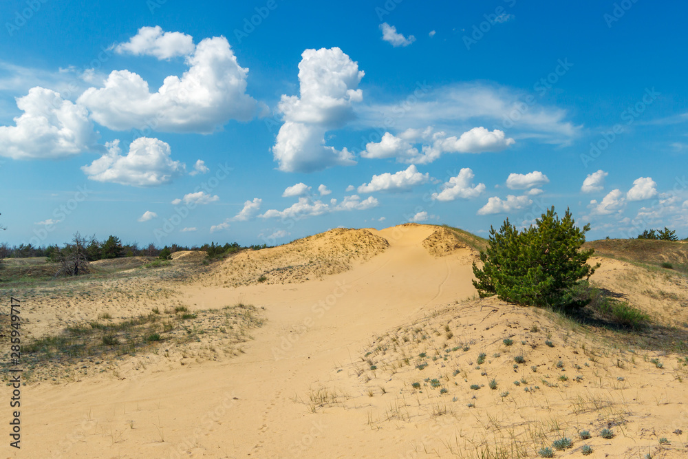 The pine tree growing on the sand dune. The fixation of moving sands Stock Photo | Adobe Stock
