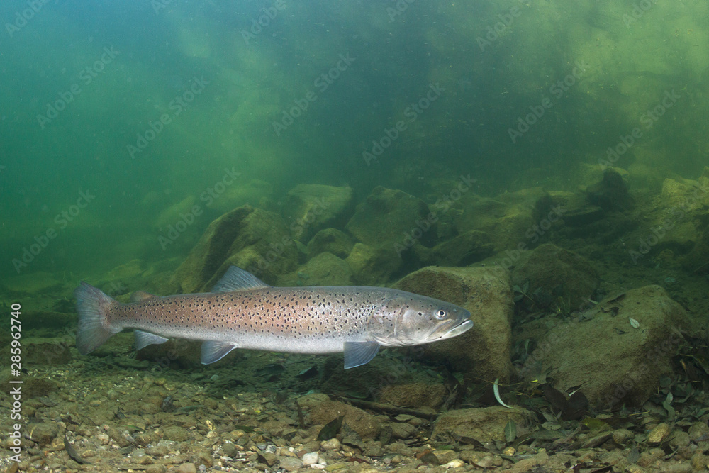 Foto de Common huchen (Hucho hucho) swimming in nice river. Beautiful ...