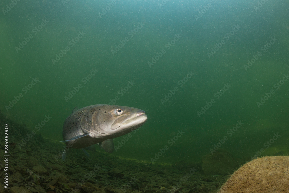 Common huchen (Hucho hucho) swimming in nice river. Beautiful salmonid ...