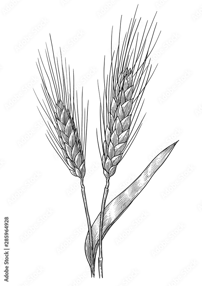 Wheat illustration, drawing, engraving, ink, line art, vector Stock ...
