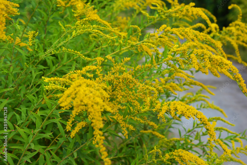 Bright shrubs with yellow flowers, a giant golden rod with interesting ...