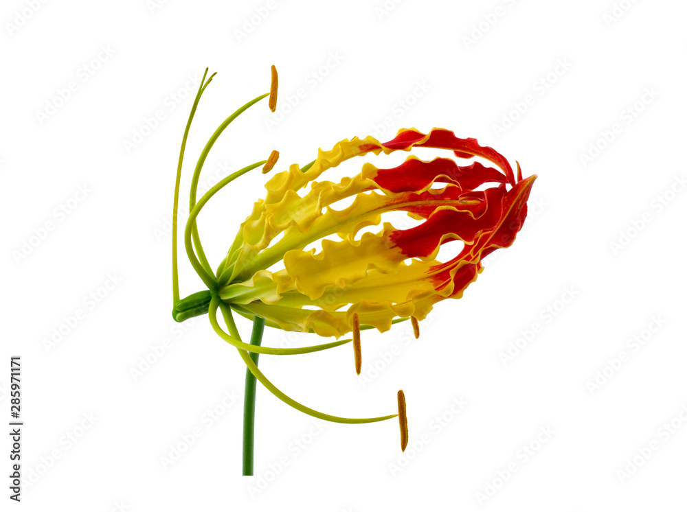 Beautiful Red Yellow Flower Climbing Lily Superb Lily Gloriosa Superba