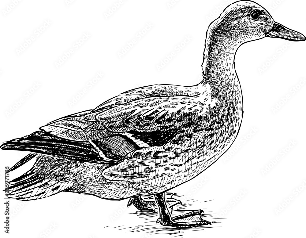 Sketch of a standing wild drake Stock Vector | Adobe Stock
